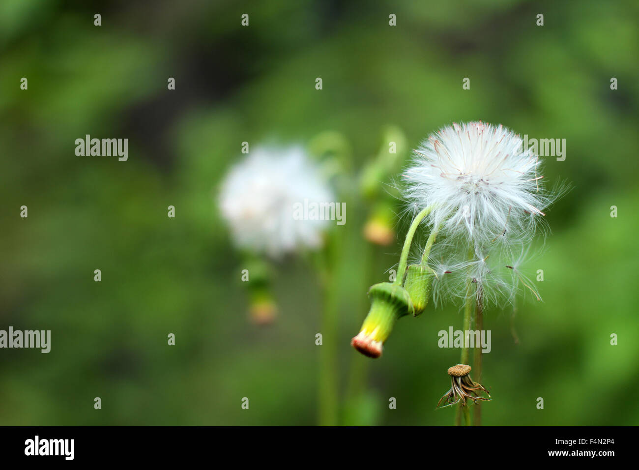 white round flower in forest Stock Photo - Alamy