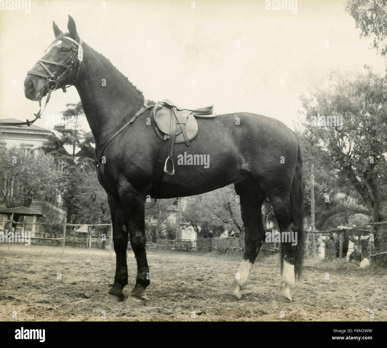 Rome horse show hi-res stock photography and images - Alamy
