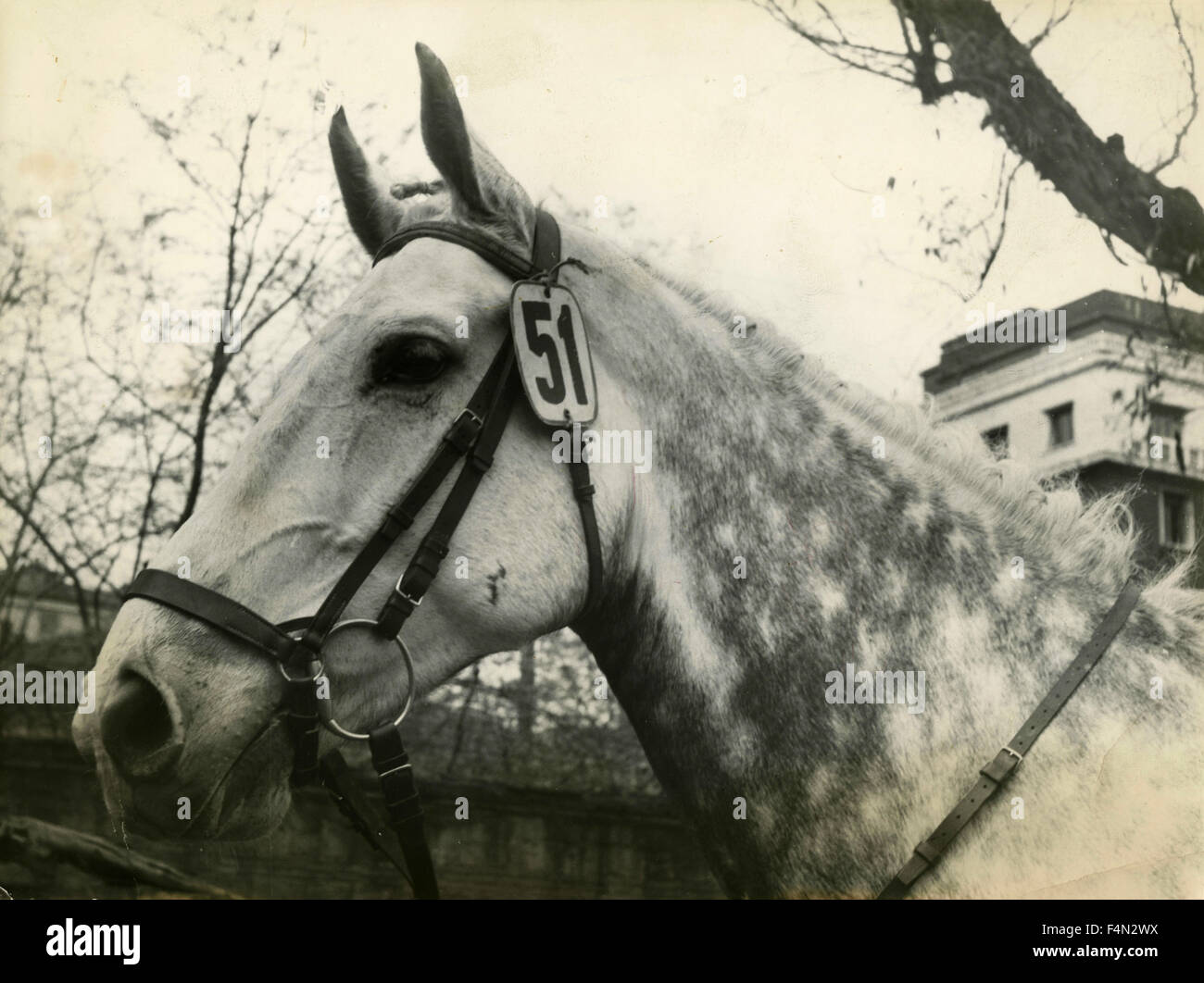 Rome competition equestrian hi-res stock photography and images - Alamy
