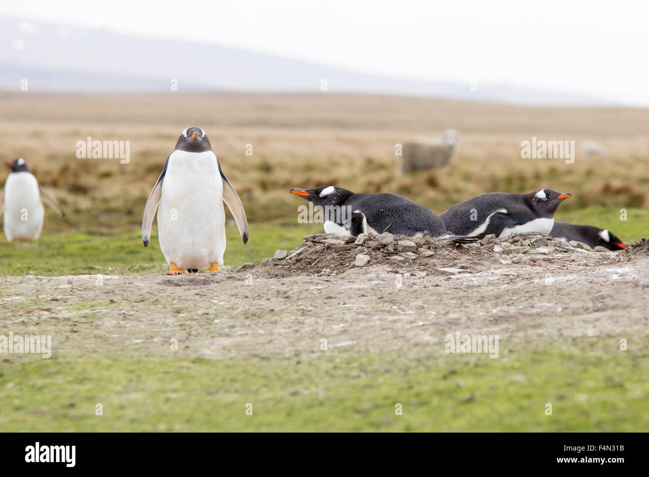 Gentoo Penguins nesting in colony, sheep in background. Falkland ...