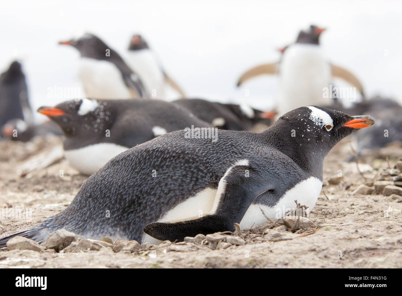 Nest roost hi-res stock photography and images - Alamy