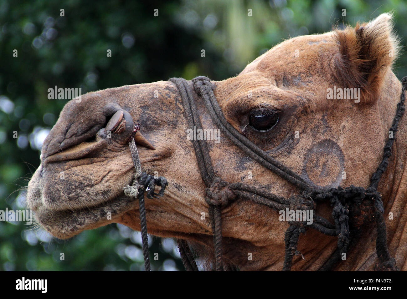 Close up look of an Indian Camel Stock Photo - Alamy