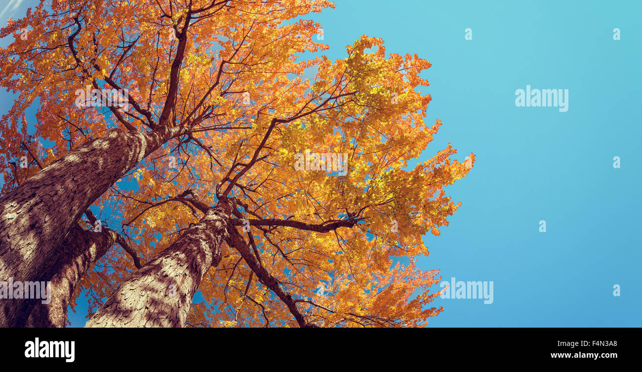 Upward view of autumn tree with bright yellow and orange leaves against ...