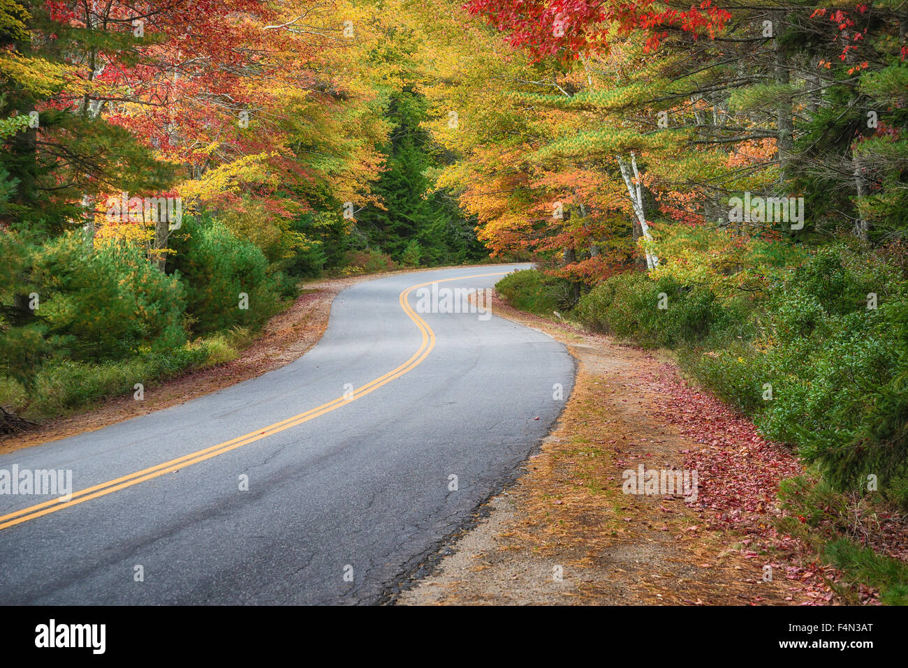 Winding road through autumn trees in New England Stock Photo - Alamy