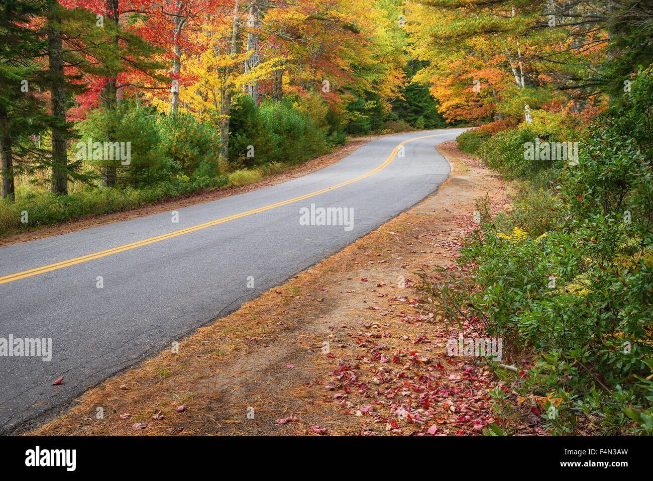 Winding road through autumn trees in New England Stock Photo - Alamy