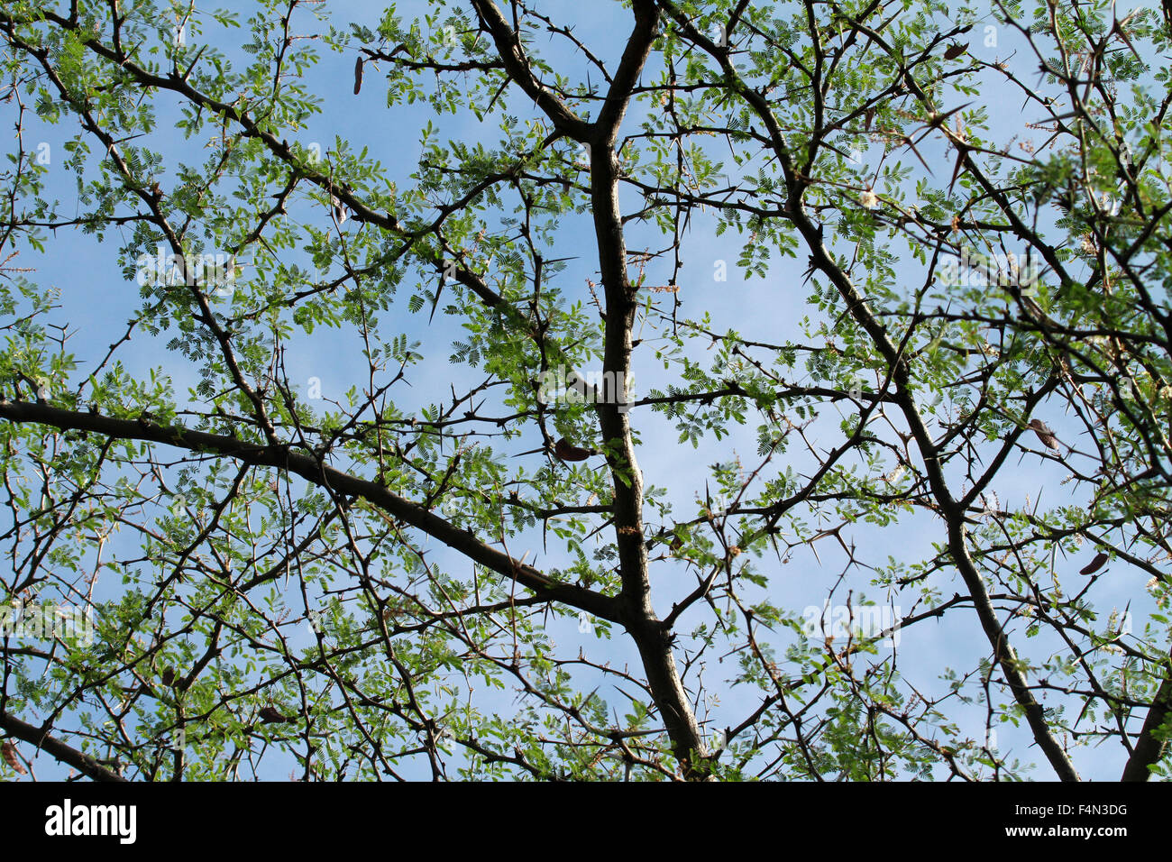 Kameelboom hi-res stock photography and images - Alamy