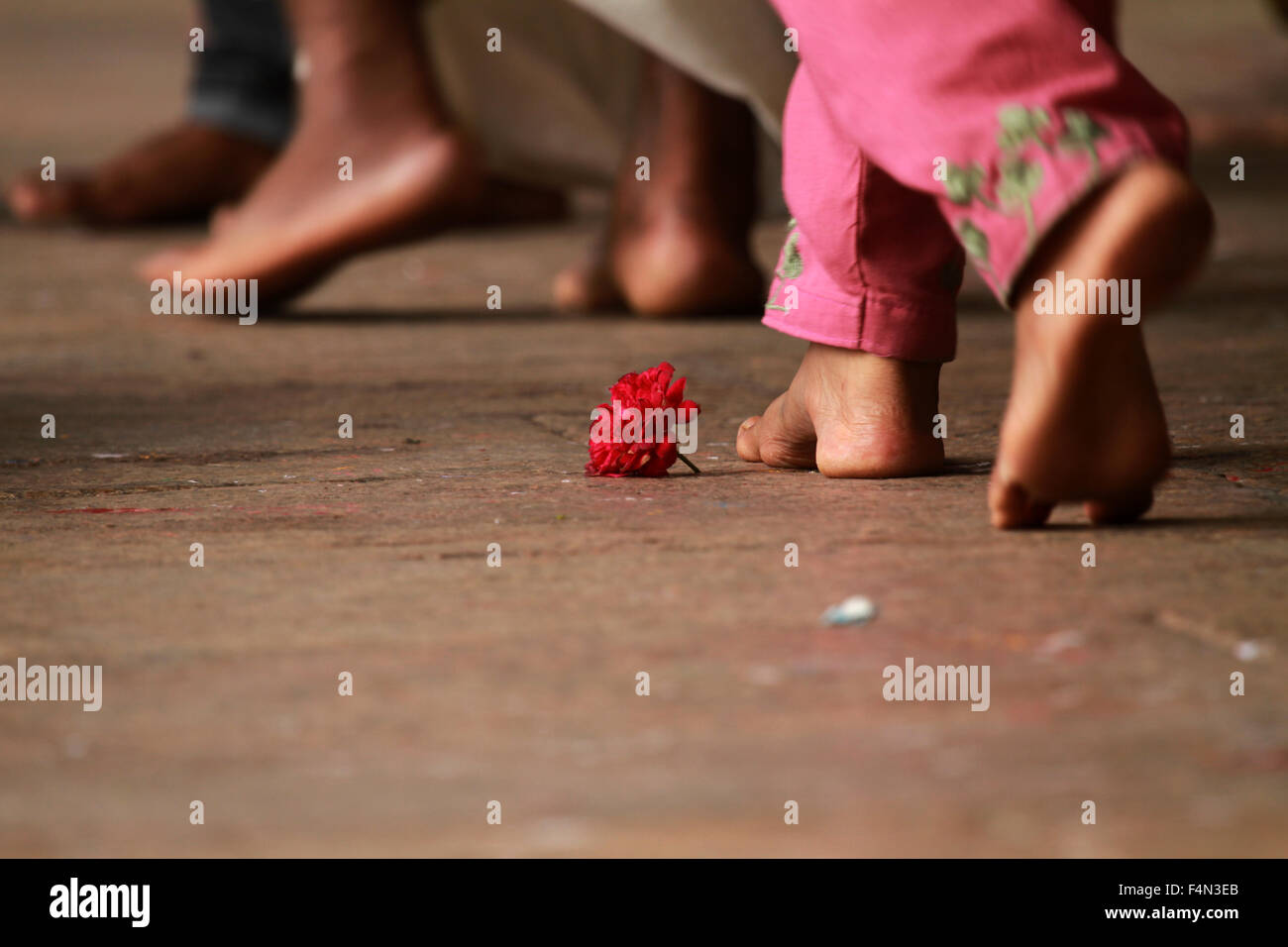 Fallen red rose flower Stock Photo - Alamy