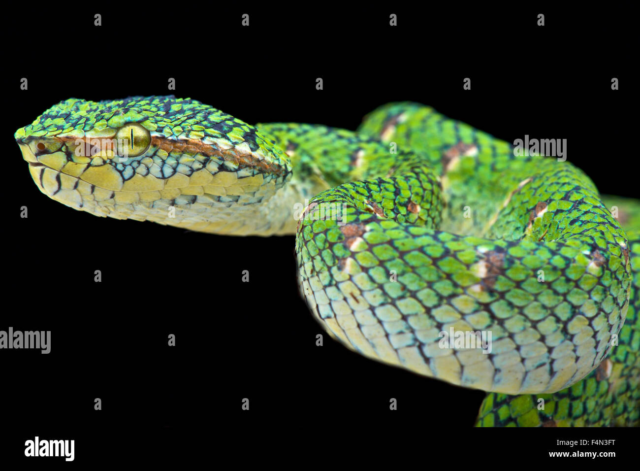 Temple viper (Tropidolaemus wagleri "lowland Stock Photo - Alamy