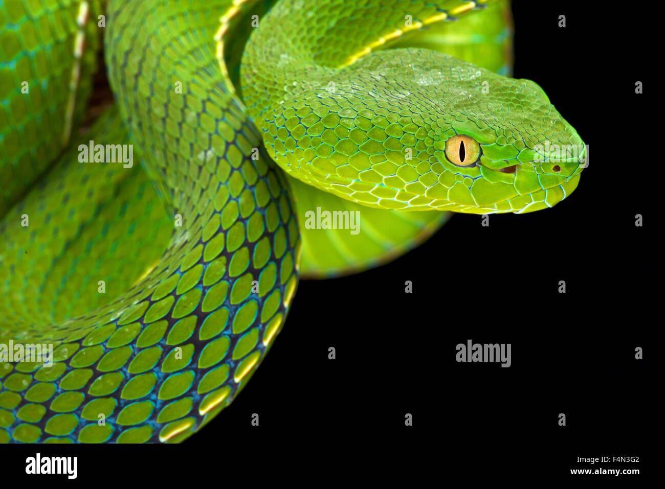 Green Tree Viper