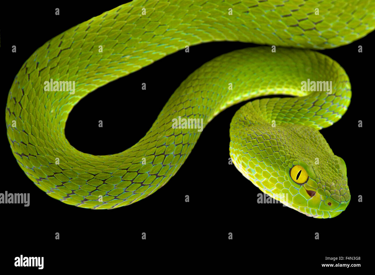 Large-eyed pitviper (Trimeresurus macrops Stock Photo - Alamy
