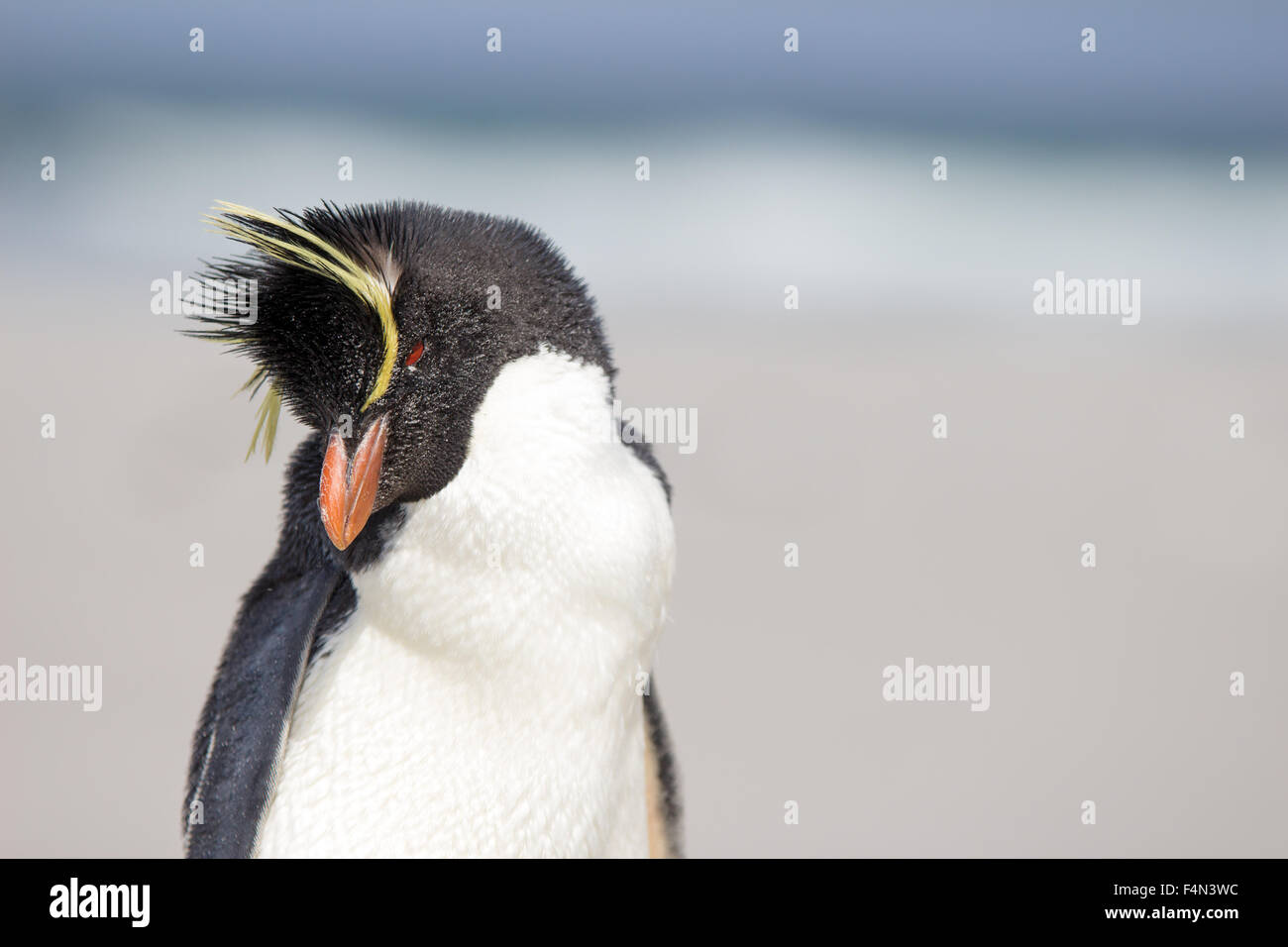 Close up portrait of a Rockhopper Penguin's head and torso, Falkland ...