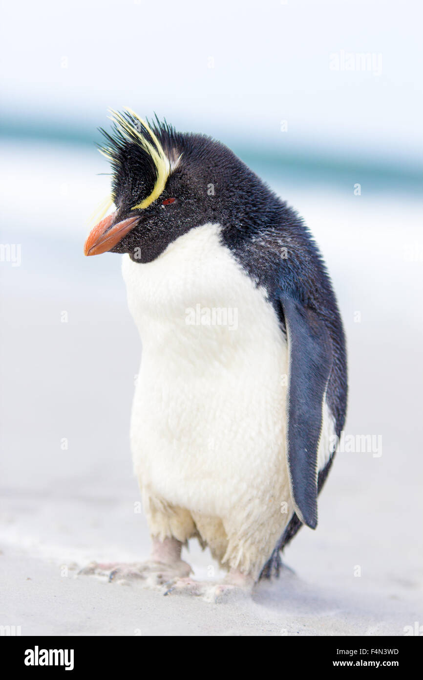 Rockhopper penguin eyebrows hi-res stock photography and images - Alamy