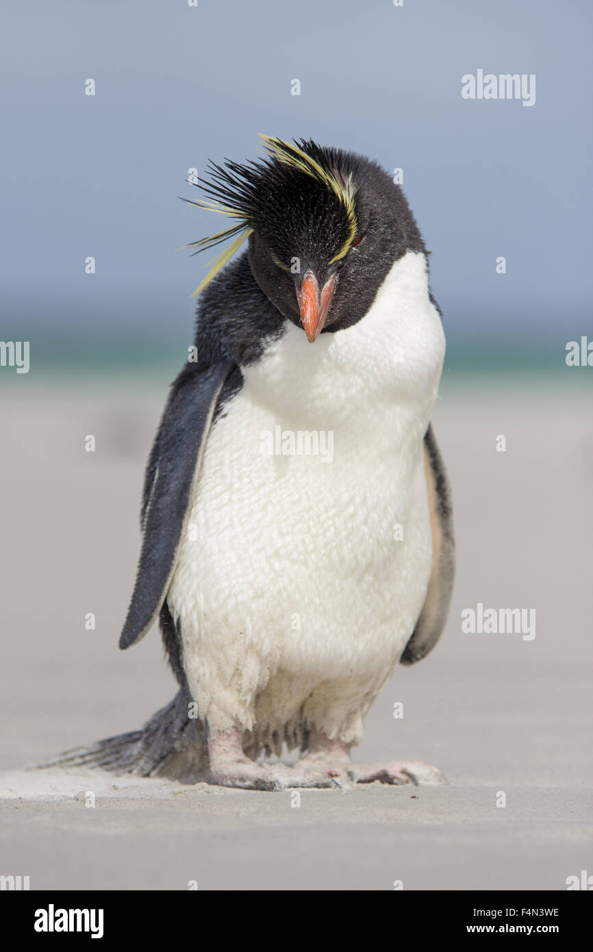 Rockhopper penguin eyebrows hi-res stock photography and images - Alamy