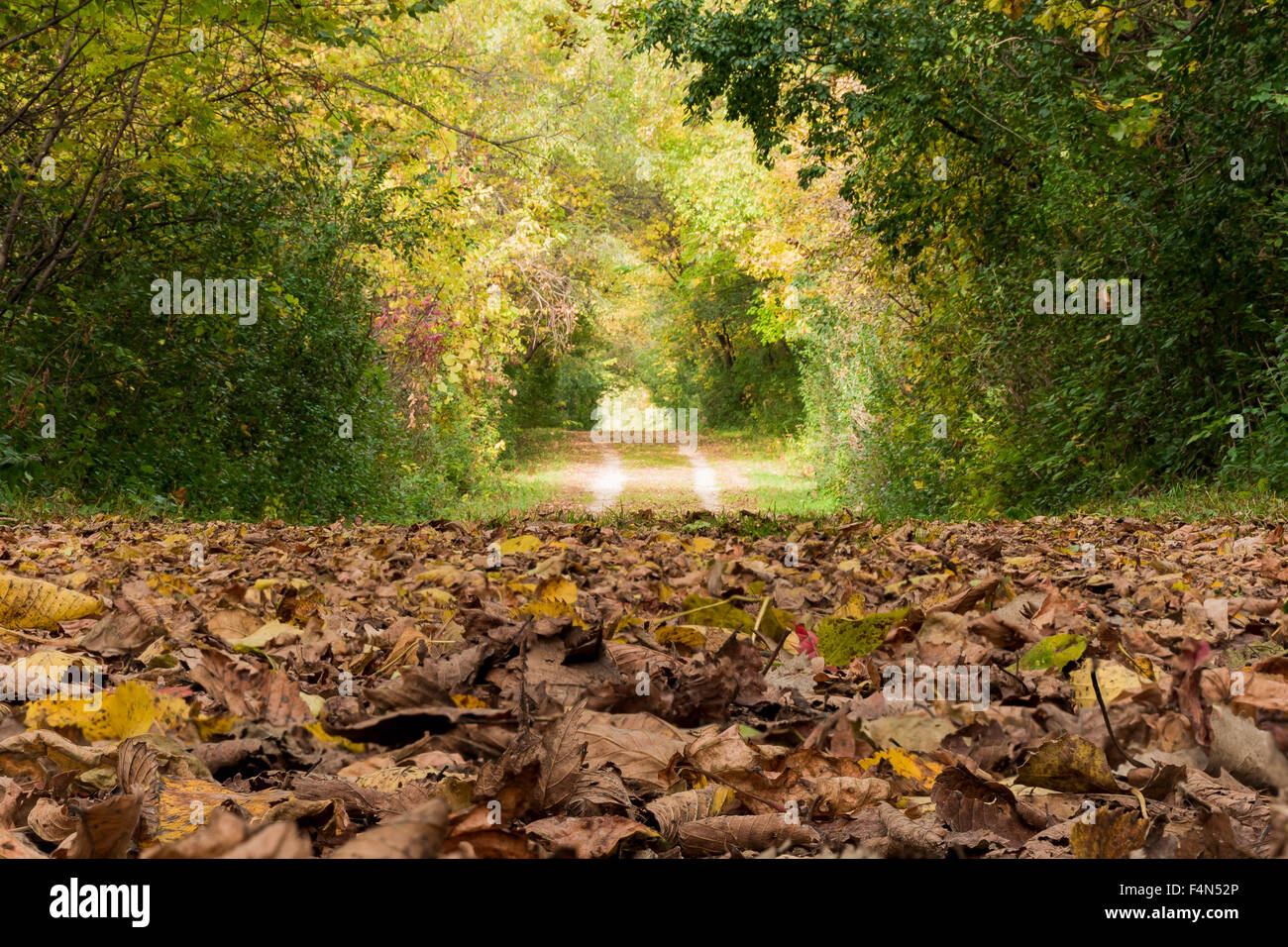 Fall scene showing fallen leaves on path and green trees on the horizon ...