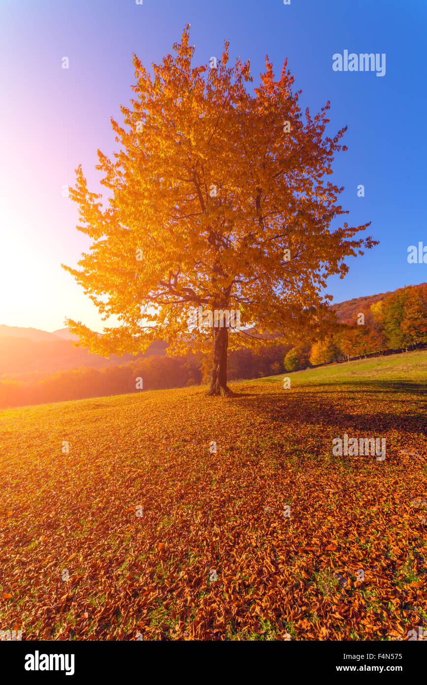 Majestic beech tree with sunny beams at mountain valley. Dramatic ...