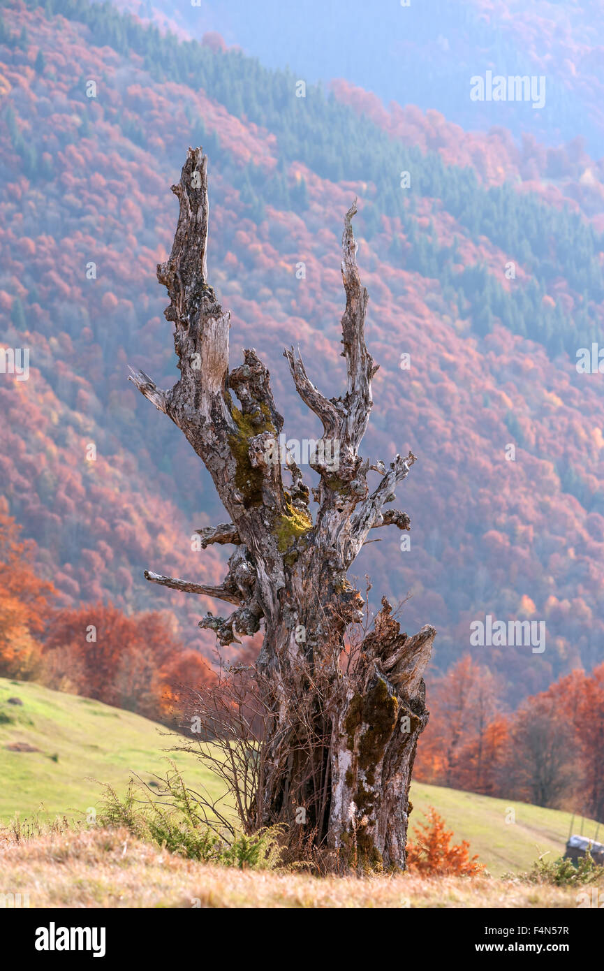 Old deciduous tree hi-res stock photography and images - Alamy