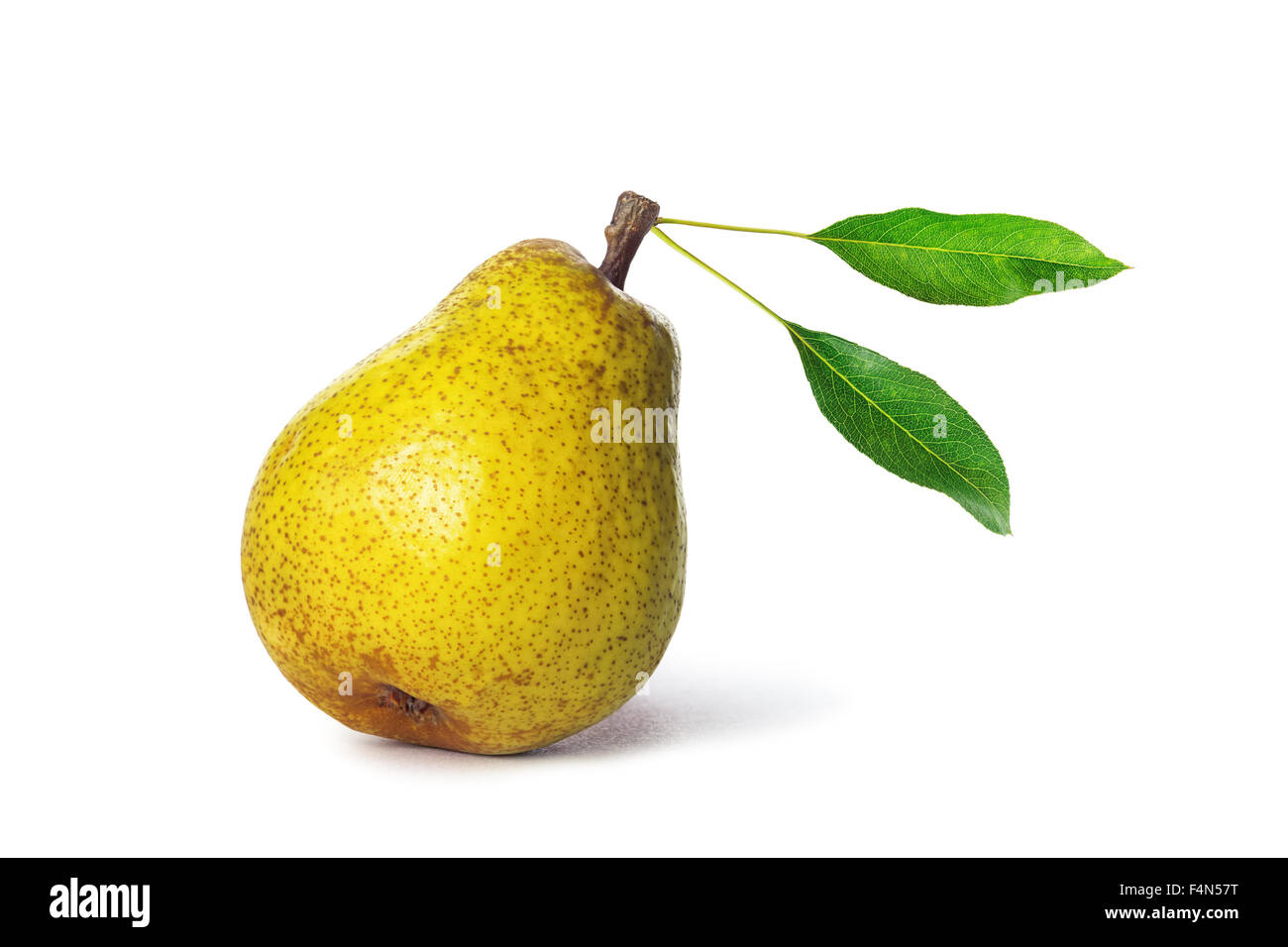Green pear fruit leaf Cut Out Stock Images & Pictures - Alamy