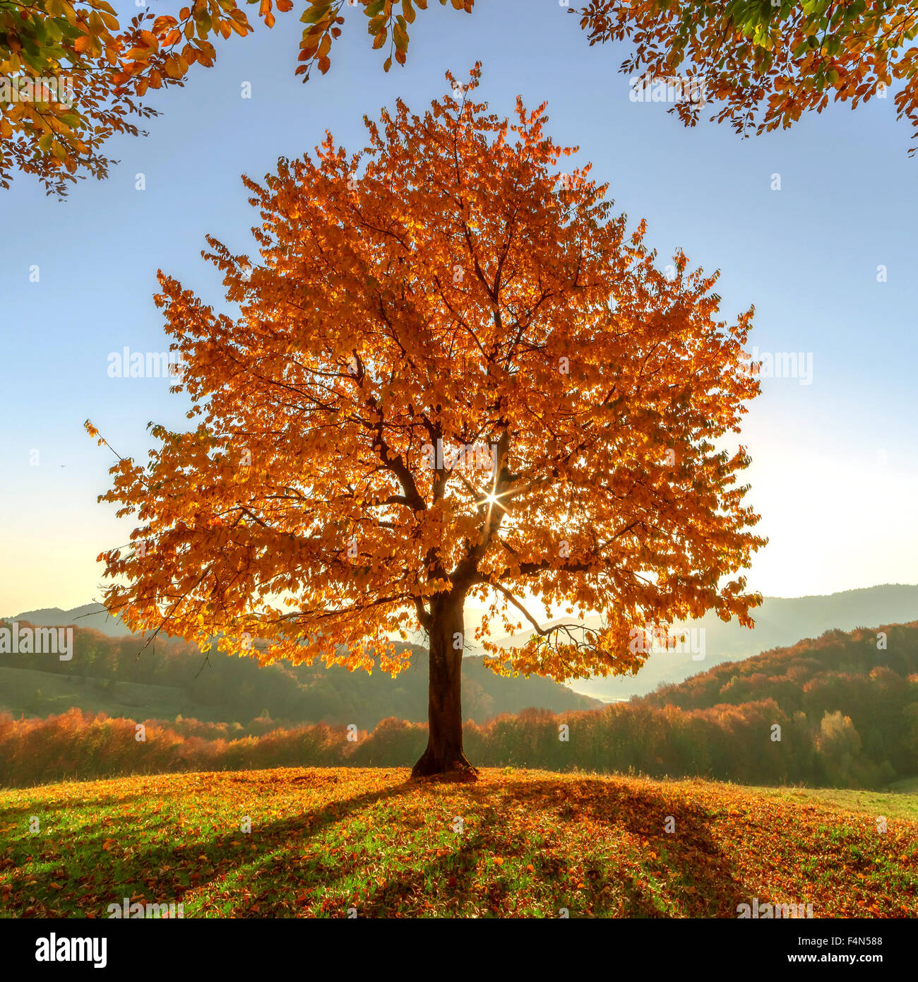 Majestic beech tree with sunny beams at mountain valley. Dramatic ...