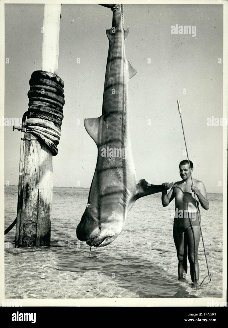 Wally Gibbins and his lift, 800 lb Tiger Shark he killed with a 10 ...
