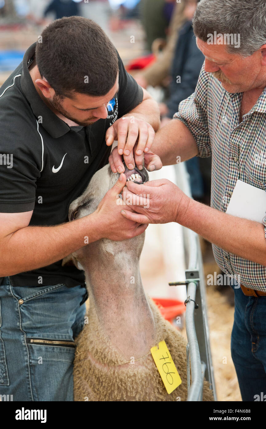 Farmers checking teeth on a ram at a breeding sale, Kelso, Scotland, UK ...