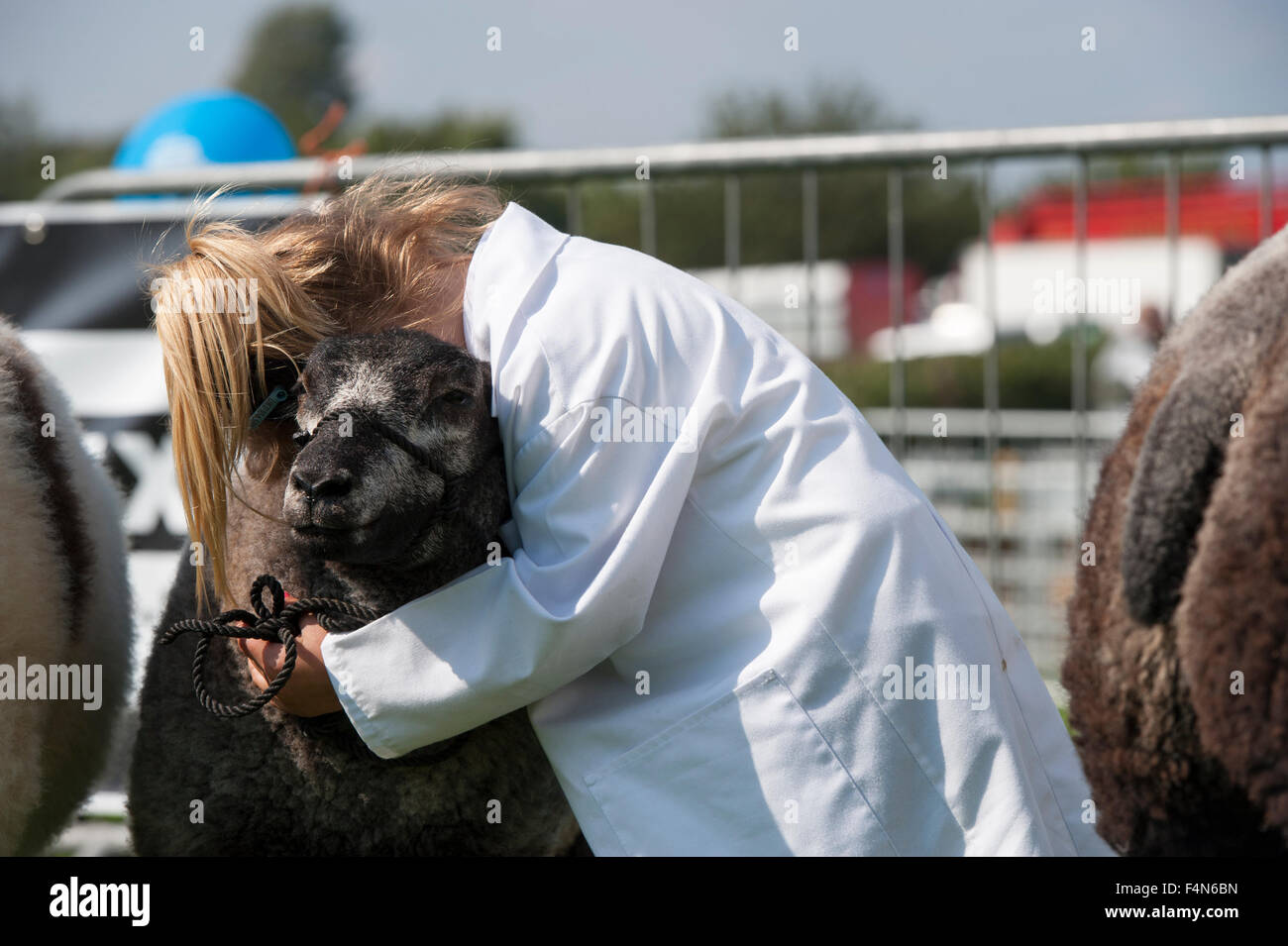 Young girl giving her sheep a hug at Westmorland County Show, Cumbria ...