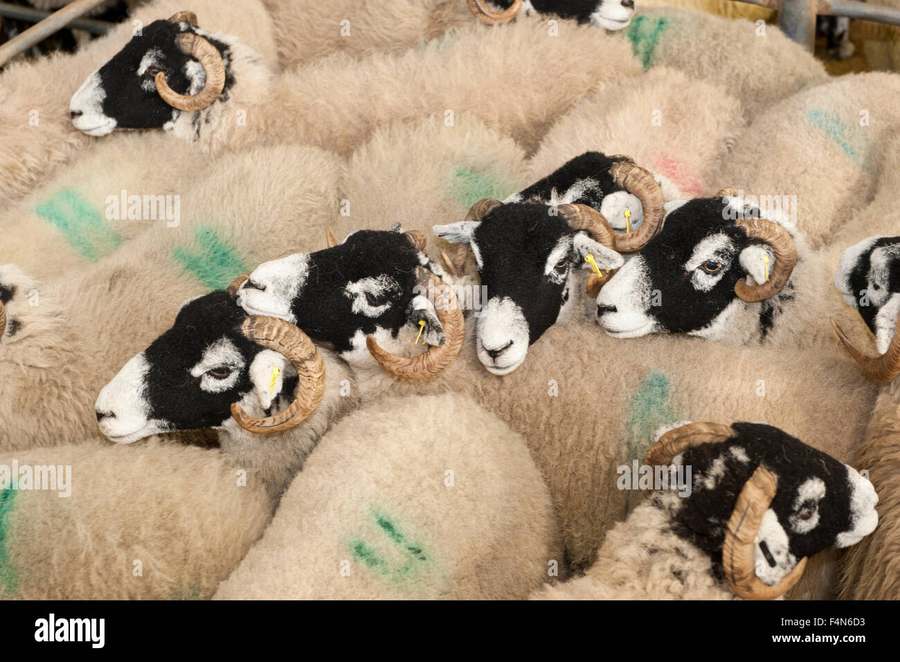 Swaledale ewes in pens at a draft sale, Kirkby Stephen, Cumbria, UK ...