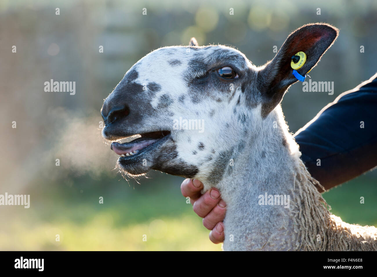 Ram bleating hi-res stock photography and images - Alamy