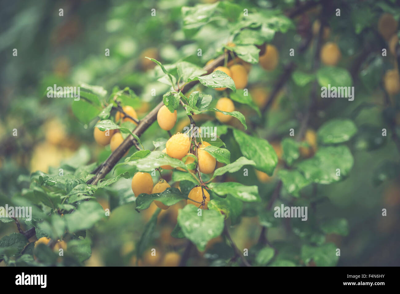 Mirabelles tree hi-res stock photography and images - Alamy