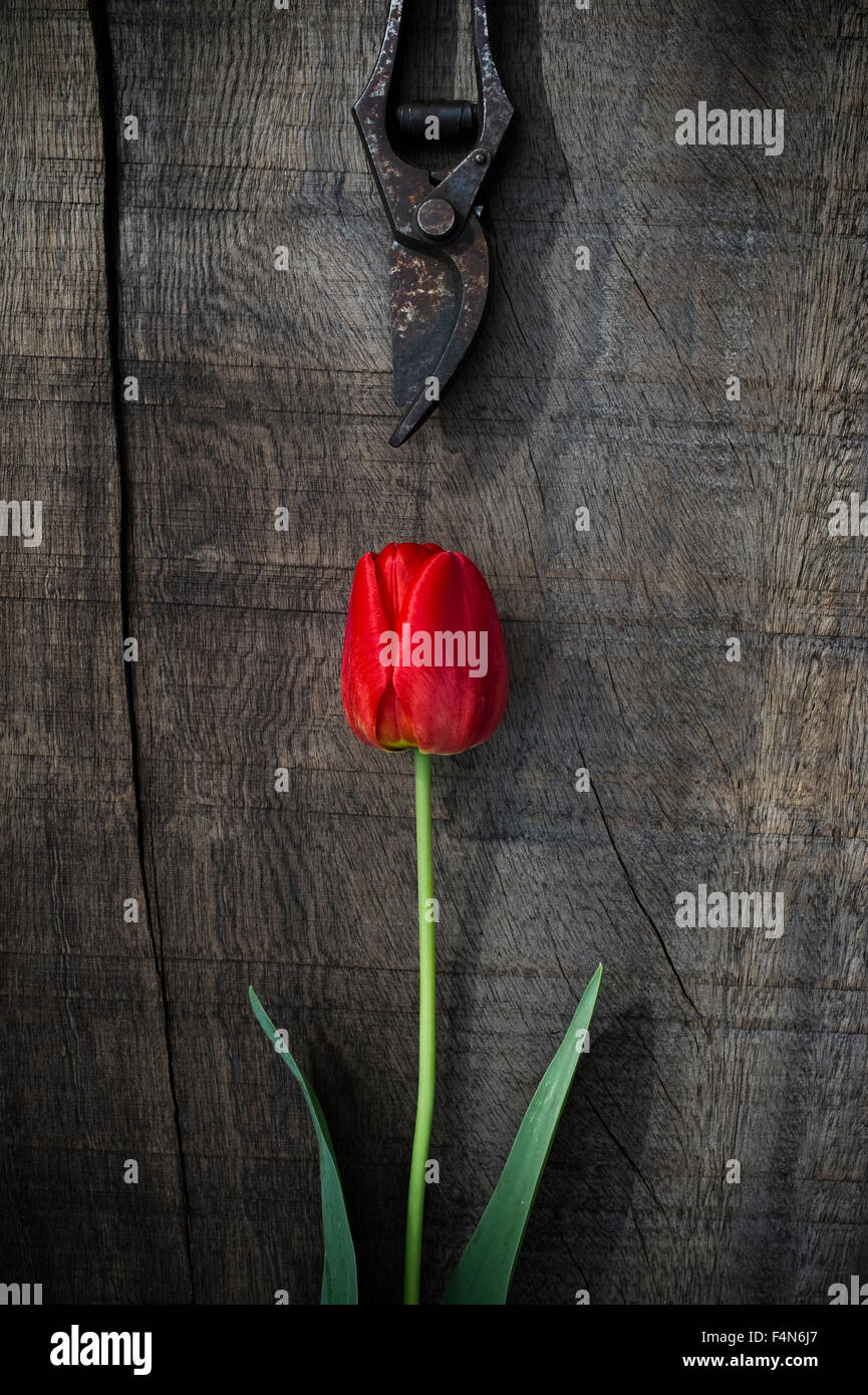 Tulip and wood hi-res stock photography and images - Alamy