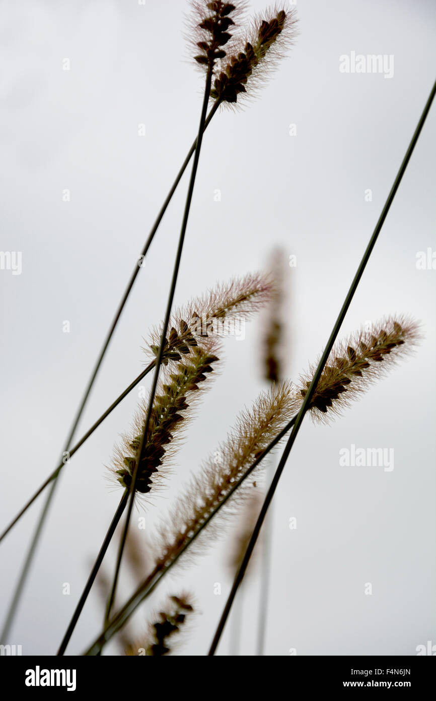Green bristlegrass Stock Photo - Alamy Green bristlegrass Stock Photo - Alamy