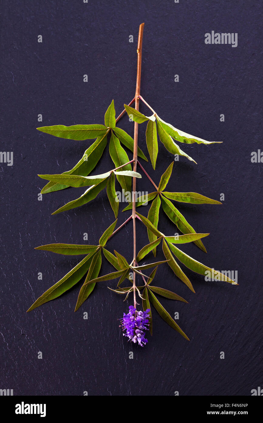Monk's pepper, Vitex agnus-castus Stock Photo - Alamy