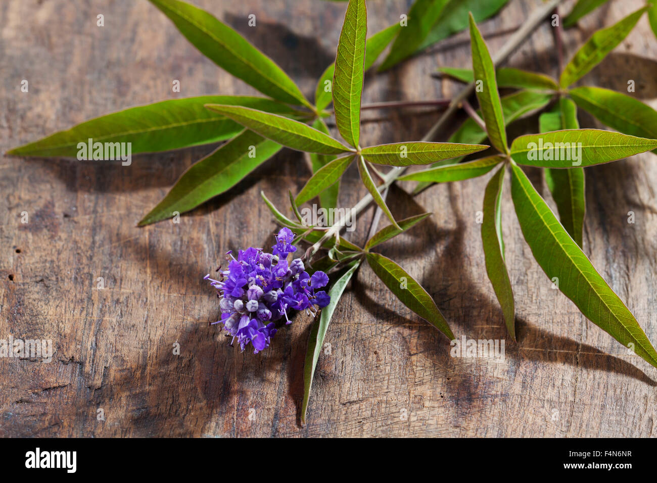 Monk's pepper, Vitex agnus-castus Stock Photo - Alamy