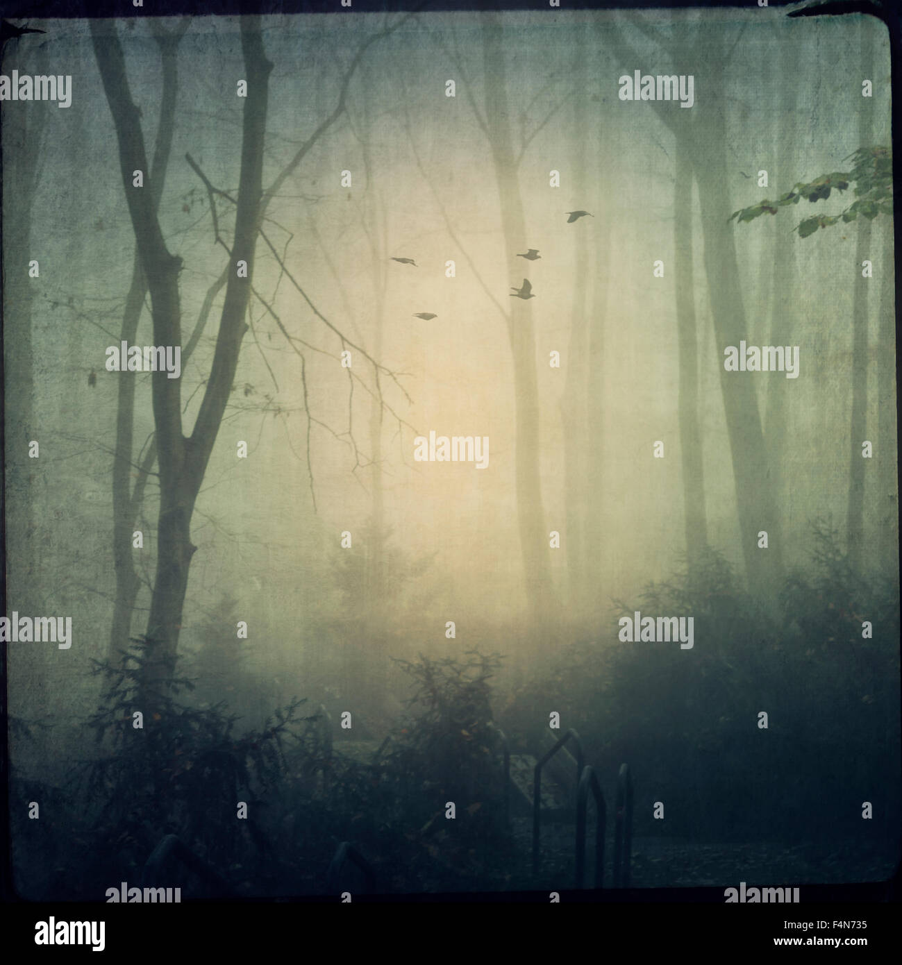 Forest in mist, flying birds Stock Photo - Alamy
