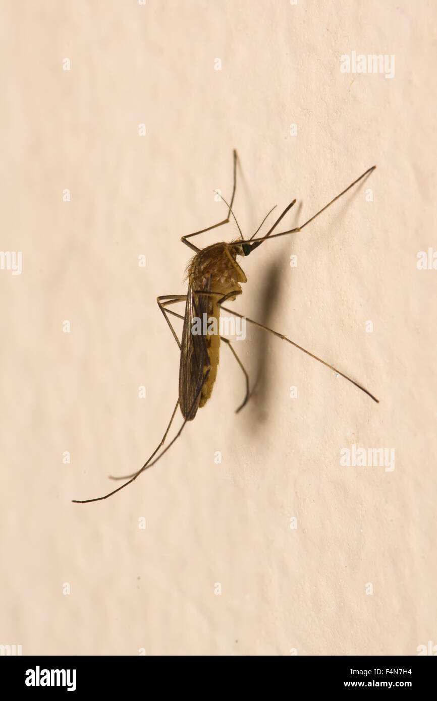 Insects wall hi-res stock photography and images - Alamy