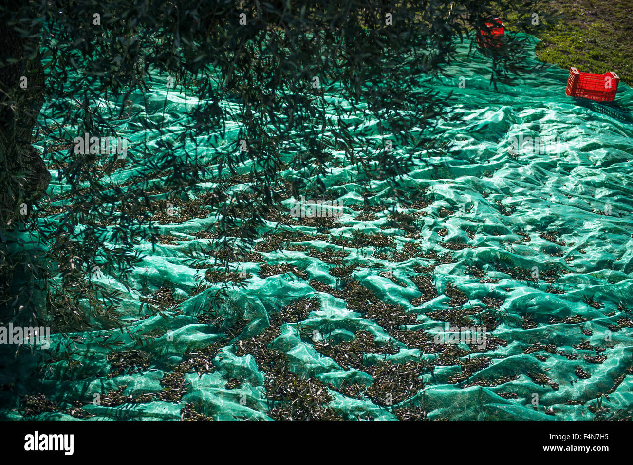 Green net for olive picking spread around an olive tree full of ...