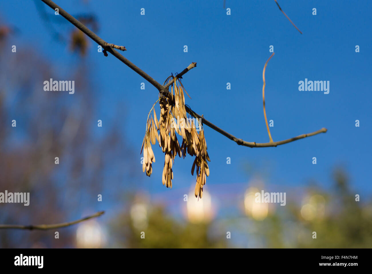 plants change color with arrival of fall to park Stock Photo - Alamy