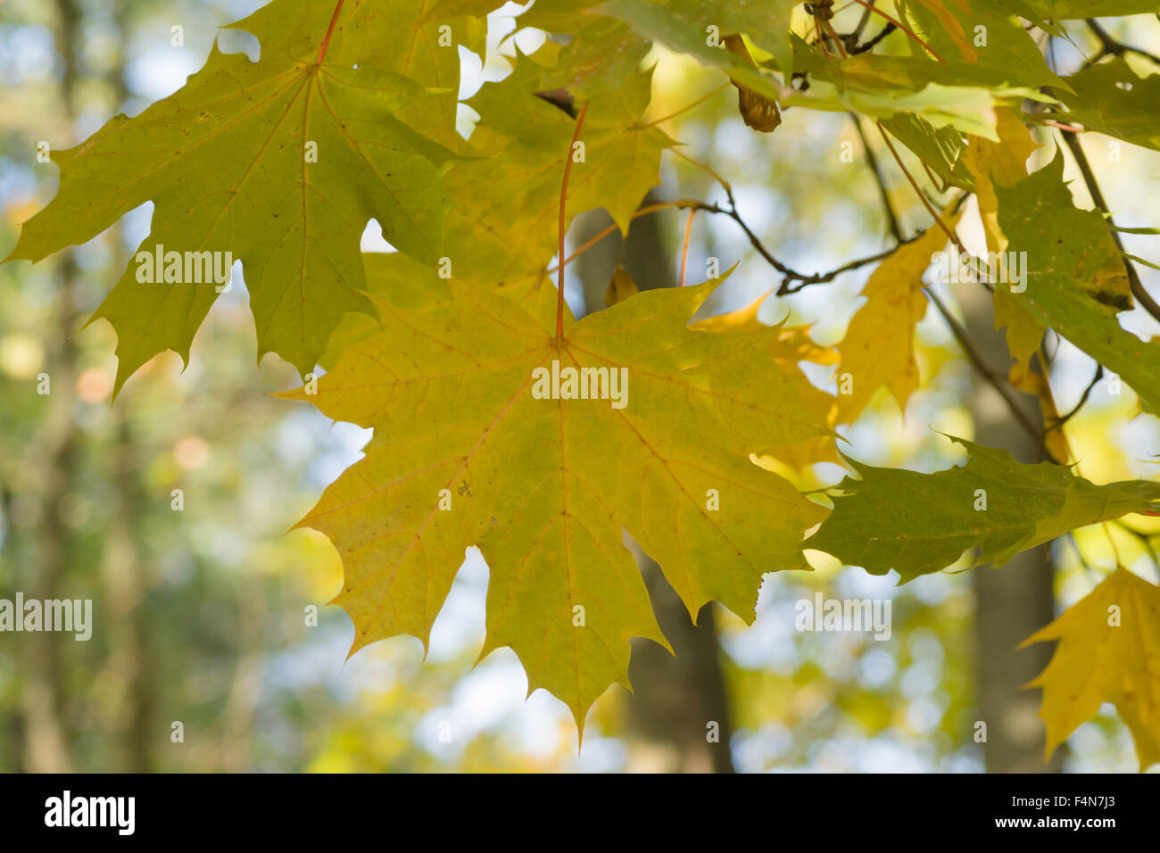 plants change color with arrival of fall to park Stock Photo - Alamy