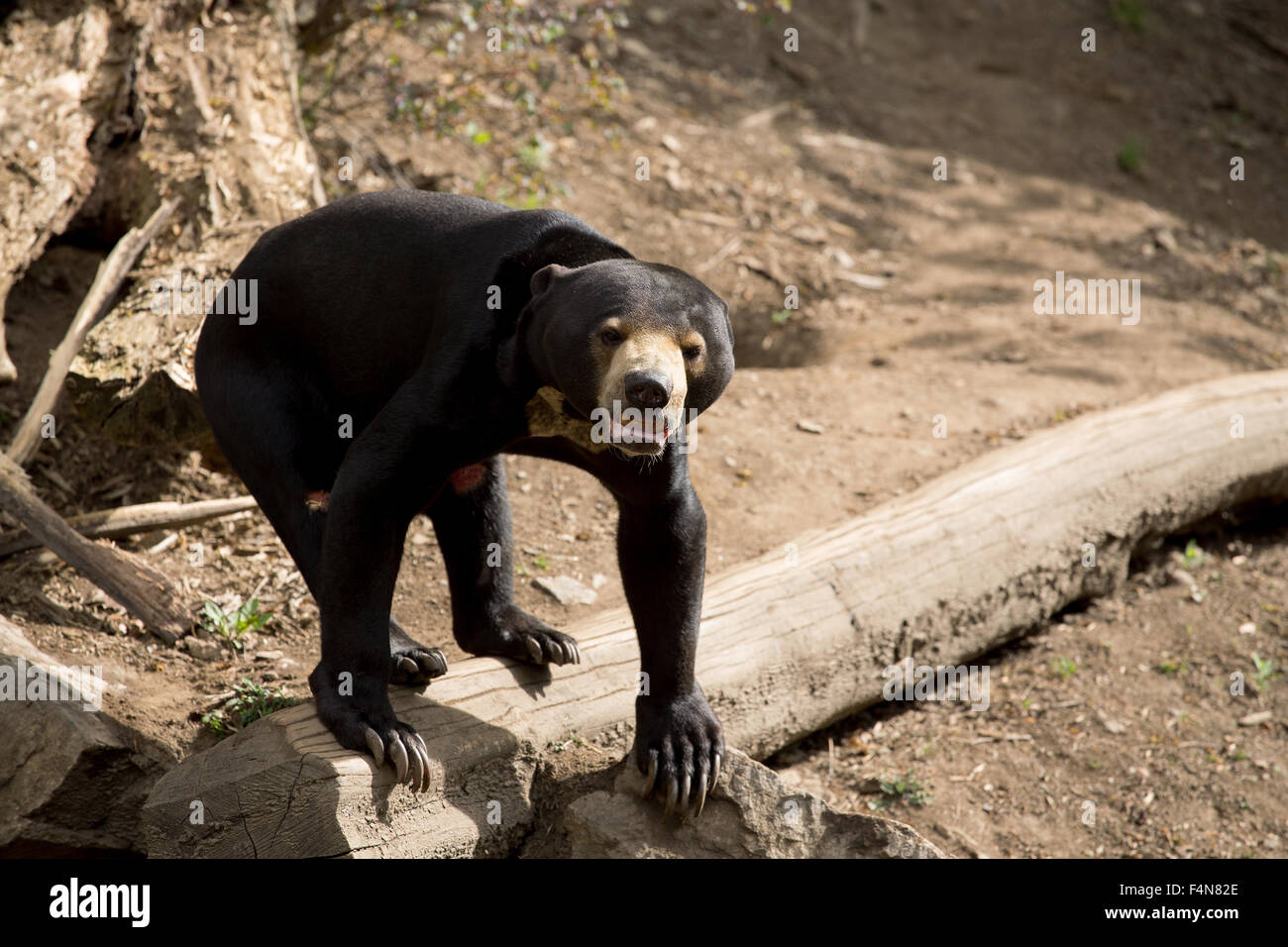 Malaysian sun bear thailand hi-res stock photography and images - Alamy