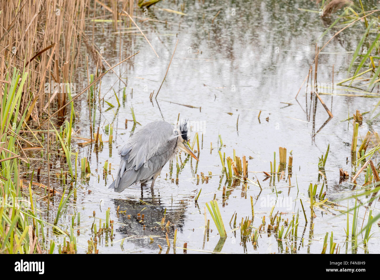Hunched bird hi-res stock photography and images - Alamy