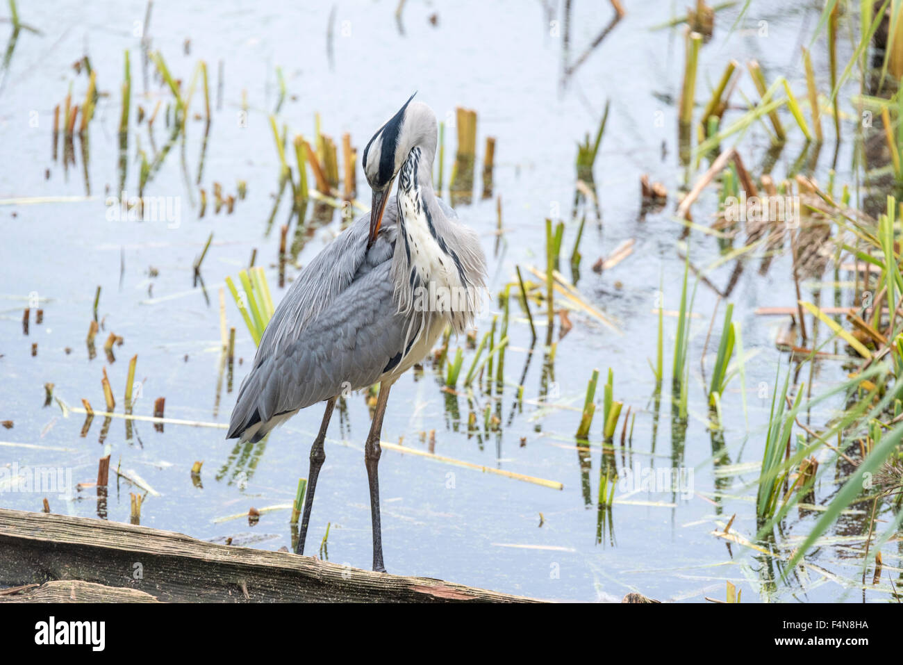 A Grey Heron preening Stock Photo - Alamy