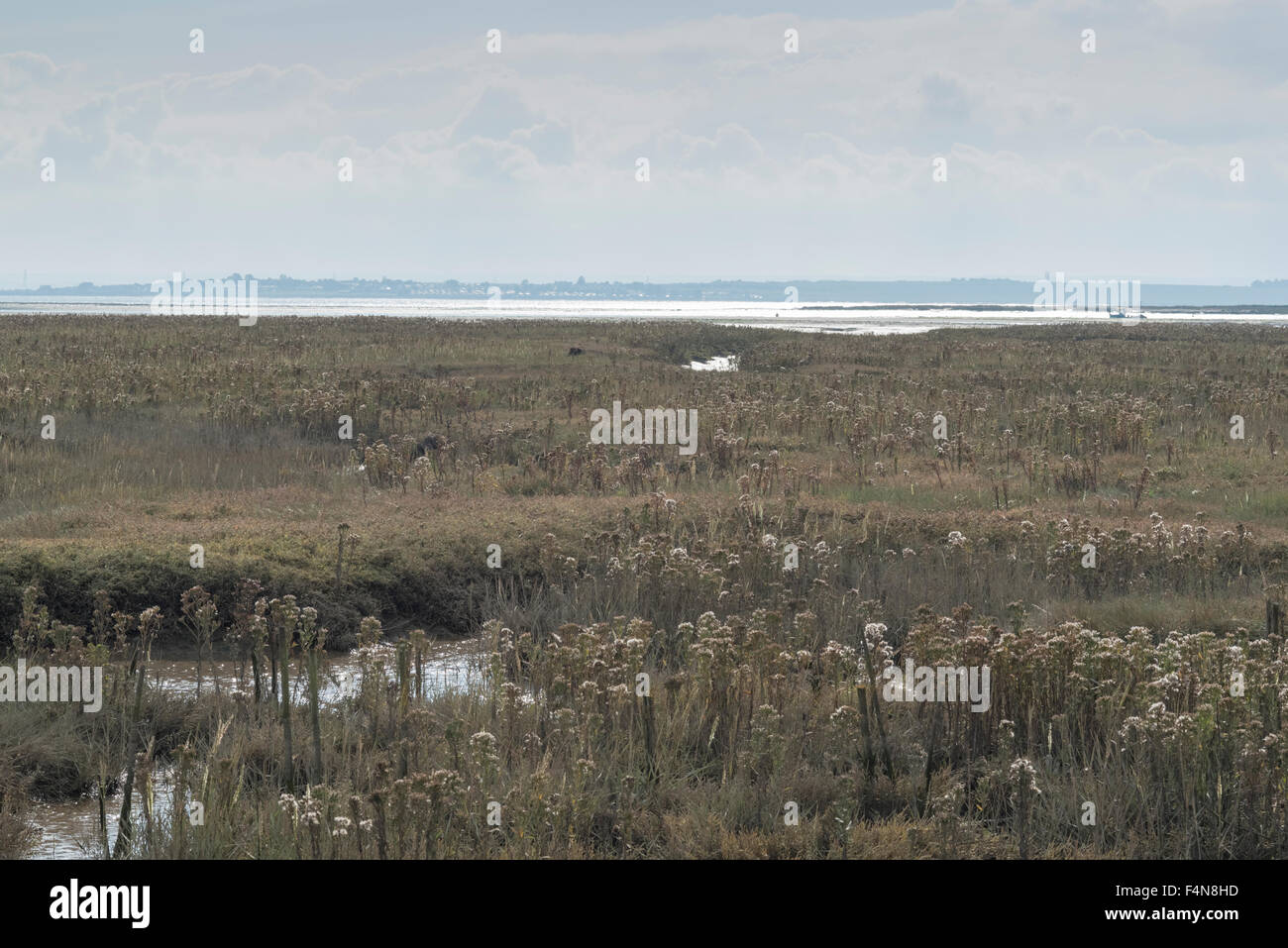 An autumn view across the Leigh on Sea salt marsh across the Thames ...