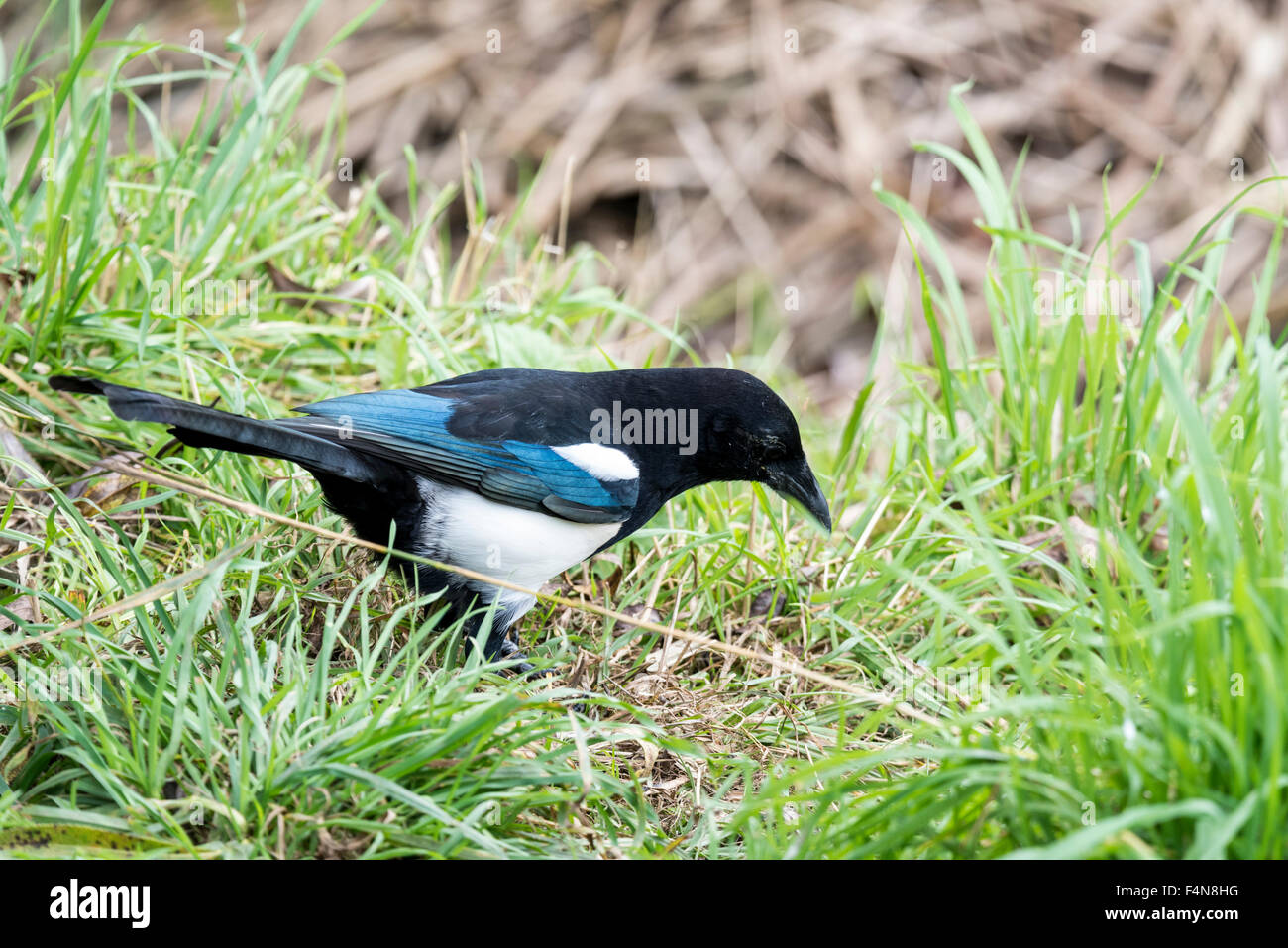 A Magpie looking for fallen seeds from a bird-feeder. The blue ...