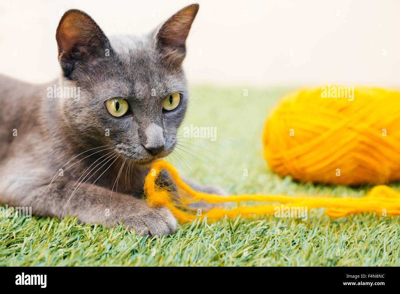 Russian blue sitting playing with yellow wool Stock Photo - Alamy