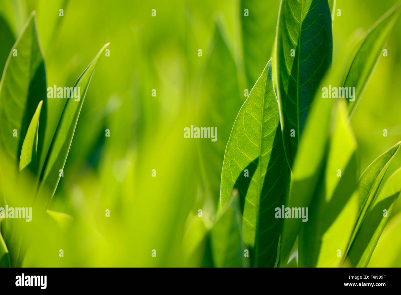 Leaves in sunlight Stock Photo - Alamy
