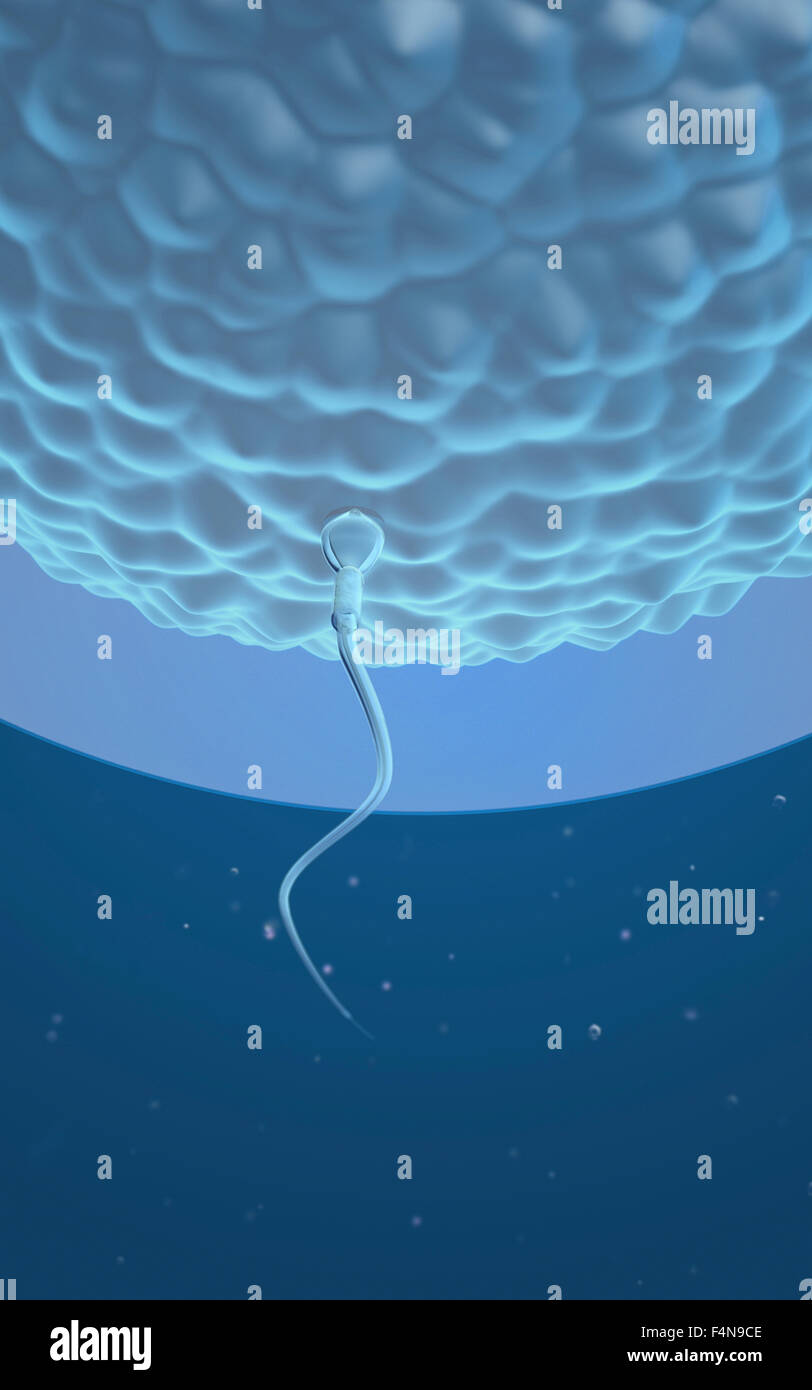 Close up of human sperm hi-res stock photography and images - Alamy