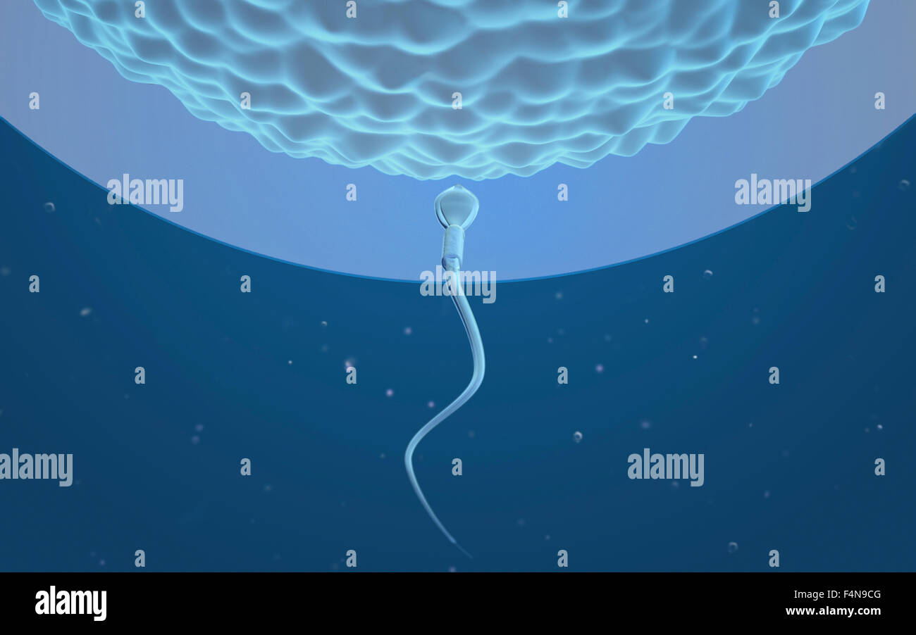 Insemination hi-res stock photography and images - Alamy