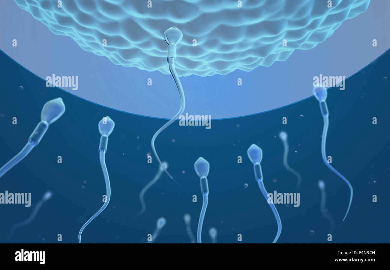 Close up of human sperm hi-res stock photography and images - Alamy