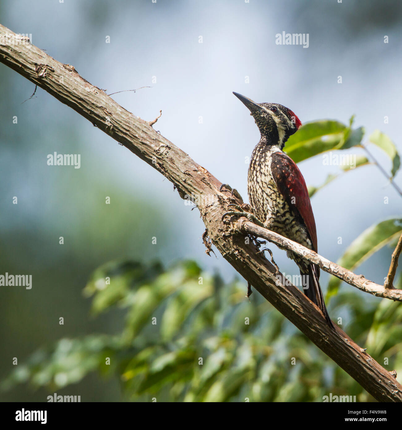 Black-rumped flameback specie Dinopium benghalense subspecie psarodes ...