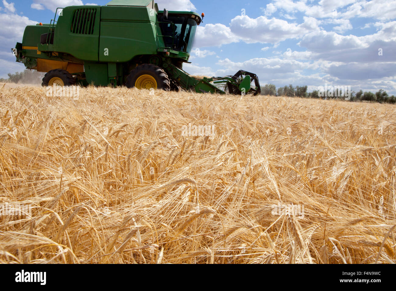 Green combine harvester on a barley field with a blue cloudy sky ...