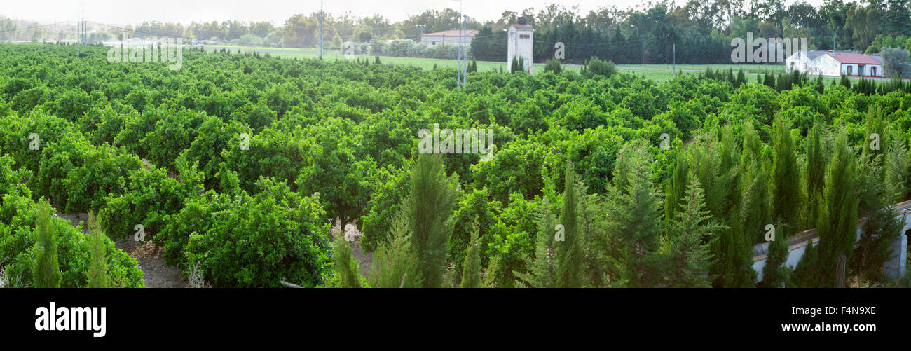 Orange trees plantation with irrigation canal at in Guadiana Meadows ...